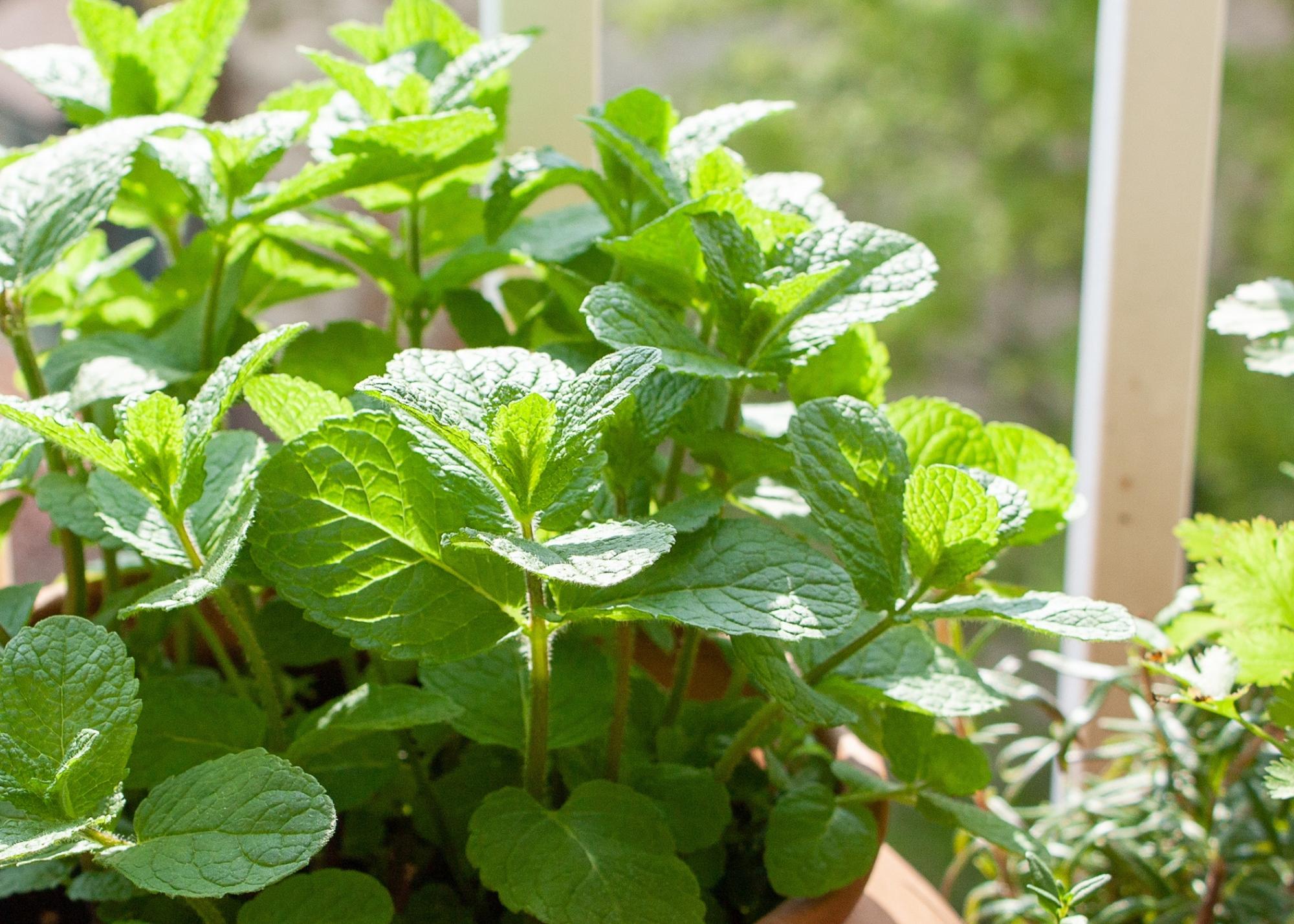 Basil Mint Basil Mint Pesto