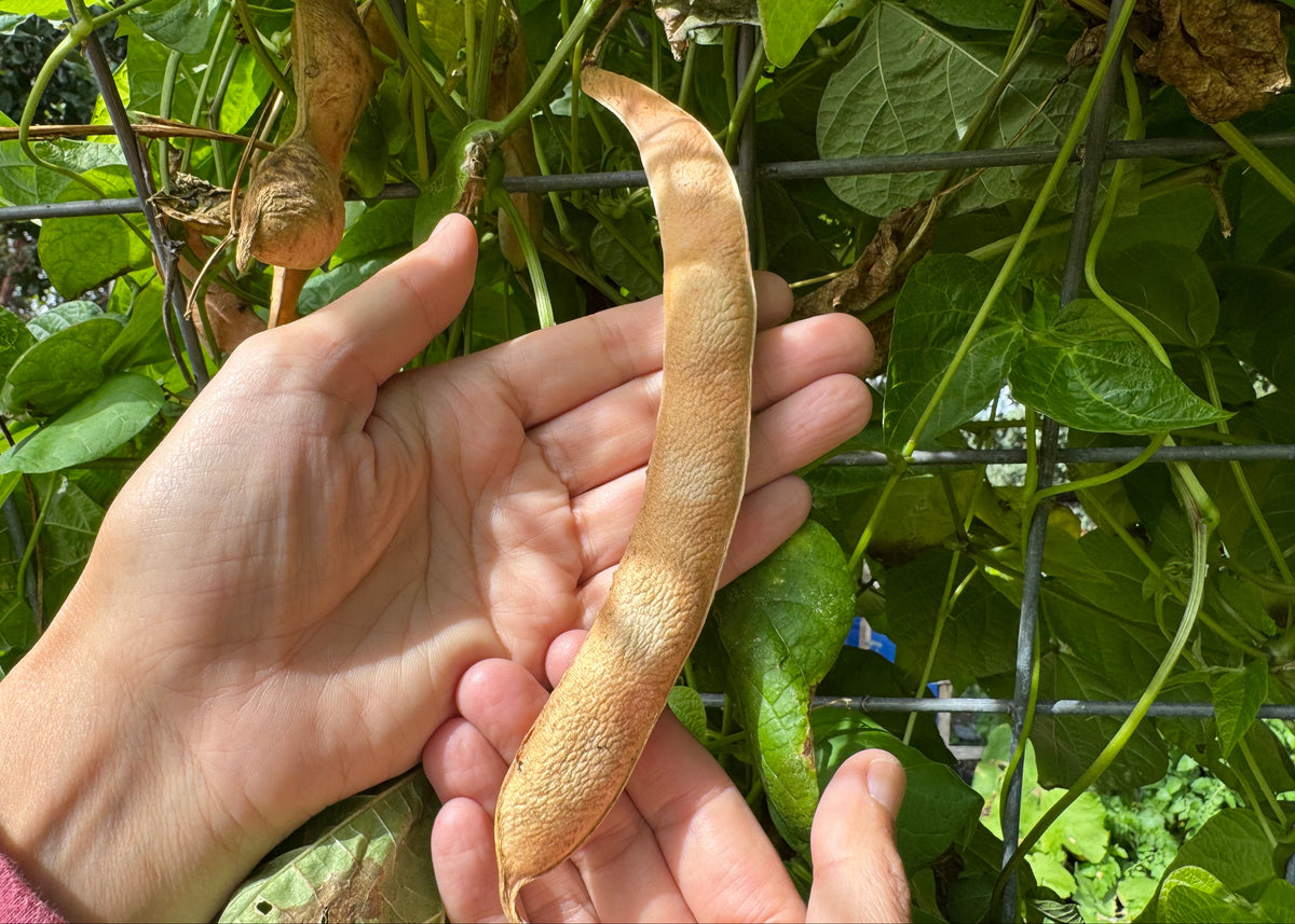 PERMA BEANS - Giant Shinshu Runners – Perma Gardens