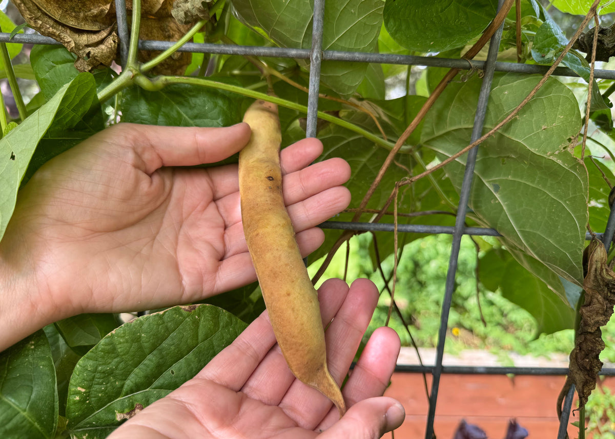 PERMA BEANS - Giant Shinshu Runners – Perma Gardens