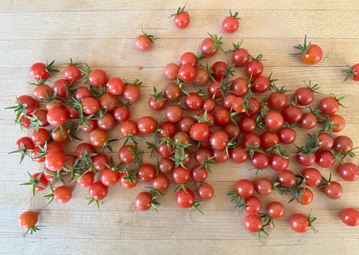 PERMA TOMATO - Red Wild Everglades – Perma Gardens