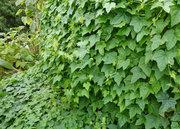 PERMA CUCUMBER - Cucamelon – Perma Gardens