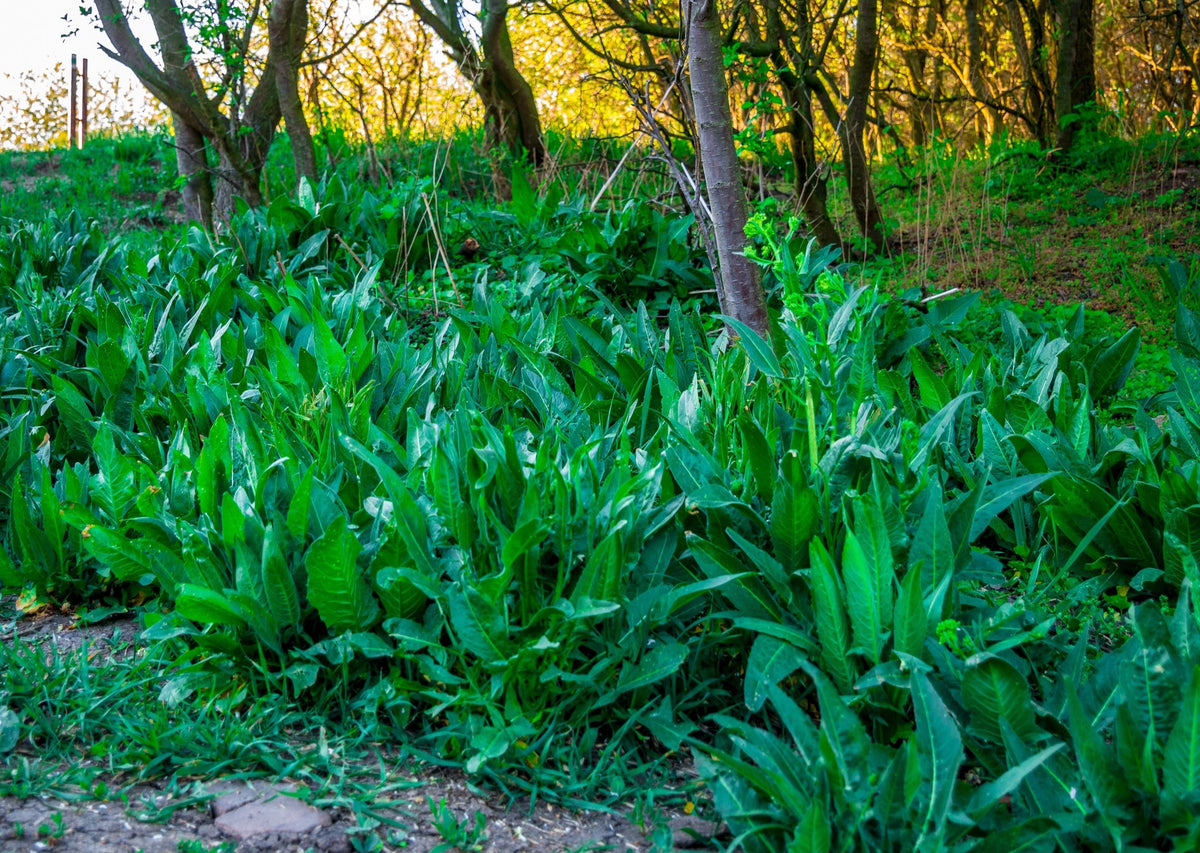 PERMA MUSTARD - Turkish Rocket – Perma Gardens