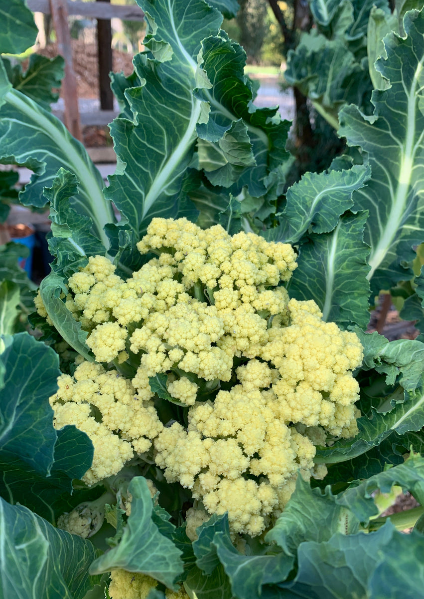 PERMA CAULIFLOWER - 9 Star – Perma Gardens
